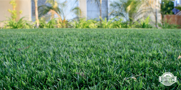 Turf talk: Choose the right grass for every project — OutdoorCoffeeShop®